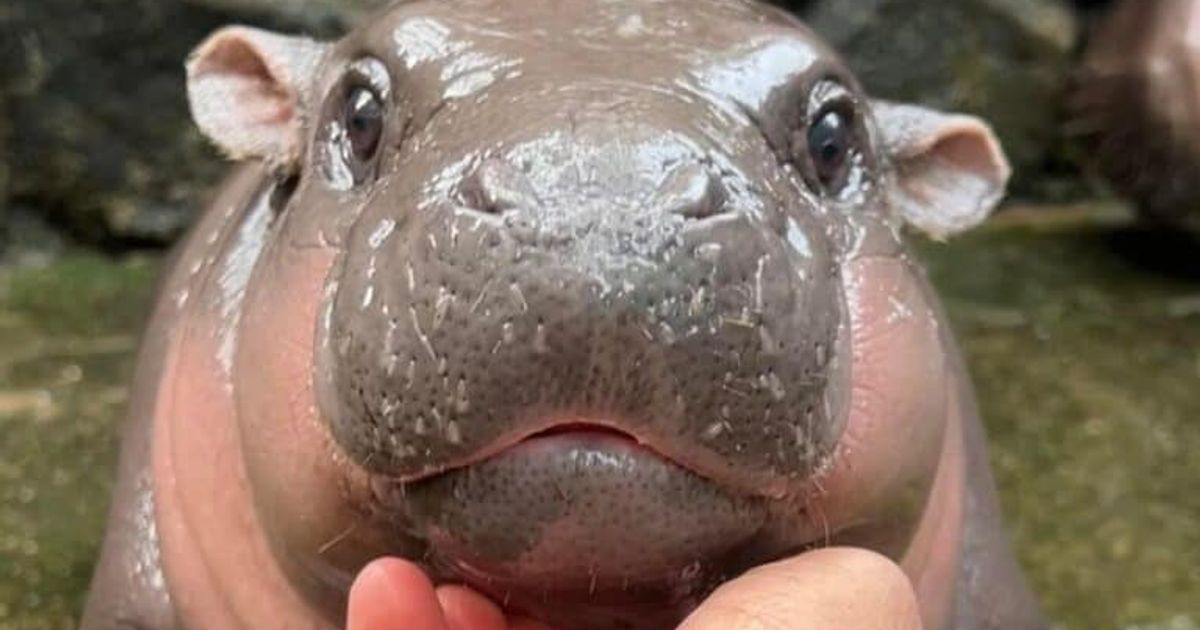 Moo Deng the Hippo: A Thai Zoo's Journey to Trademark Its Internet Star ...